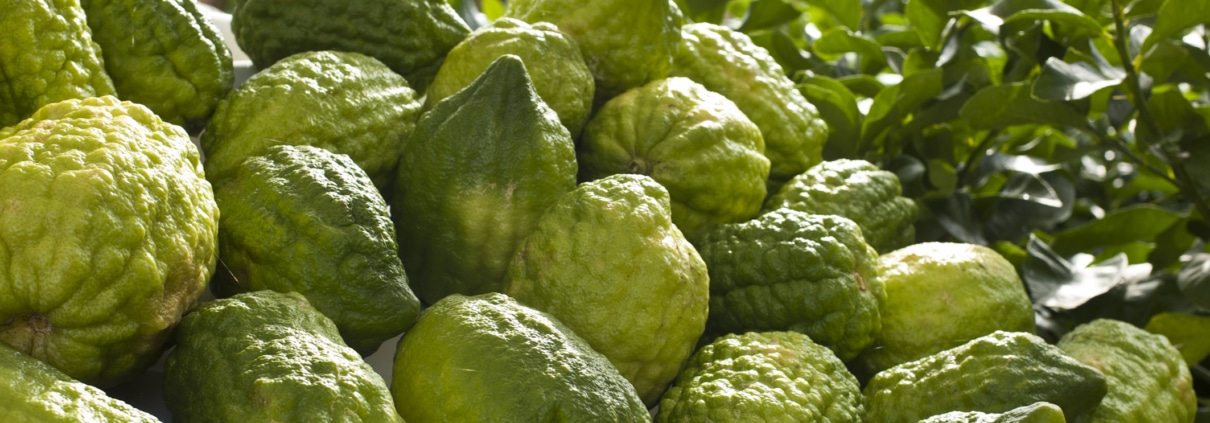 Uitgelicht: Sukade - De NotenBeurs